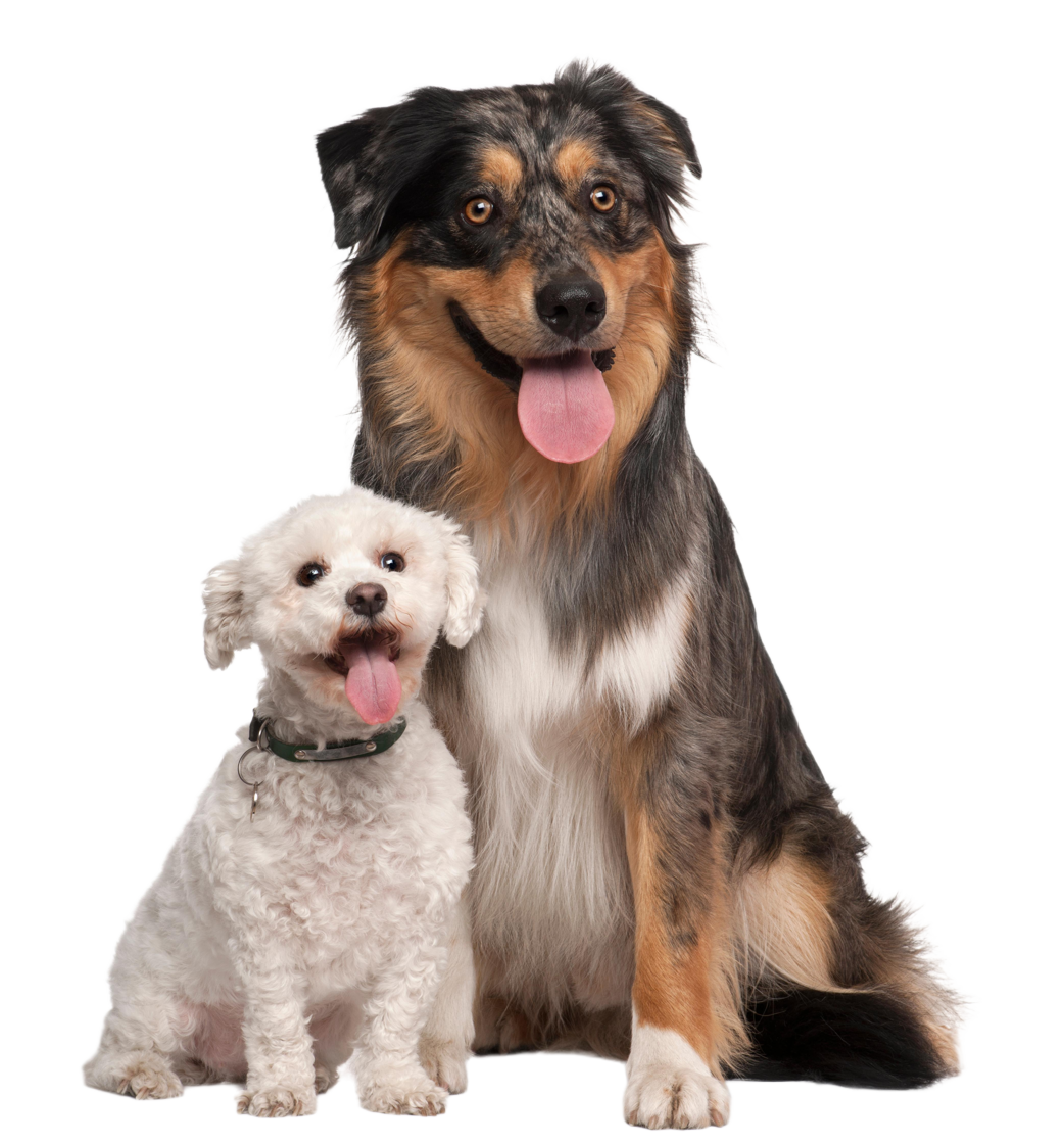 Superior Dog Daycare K9s On The Move Pet Resort